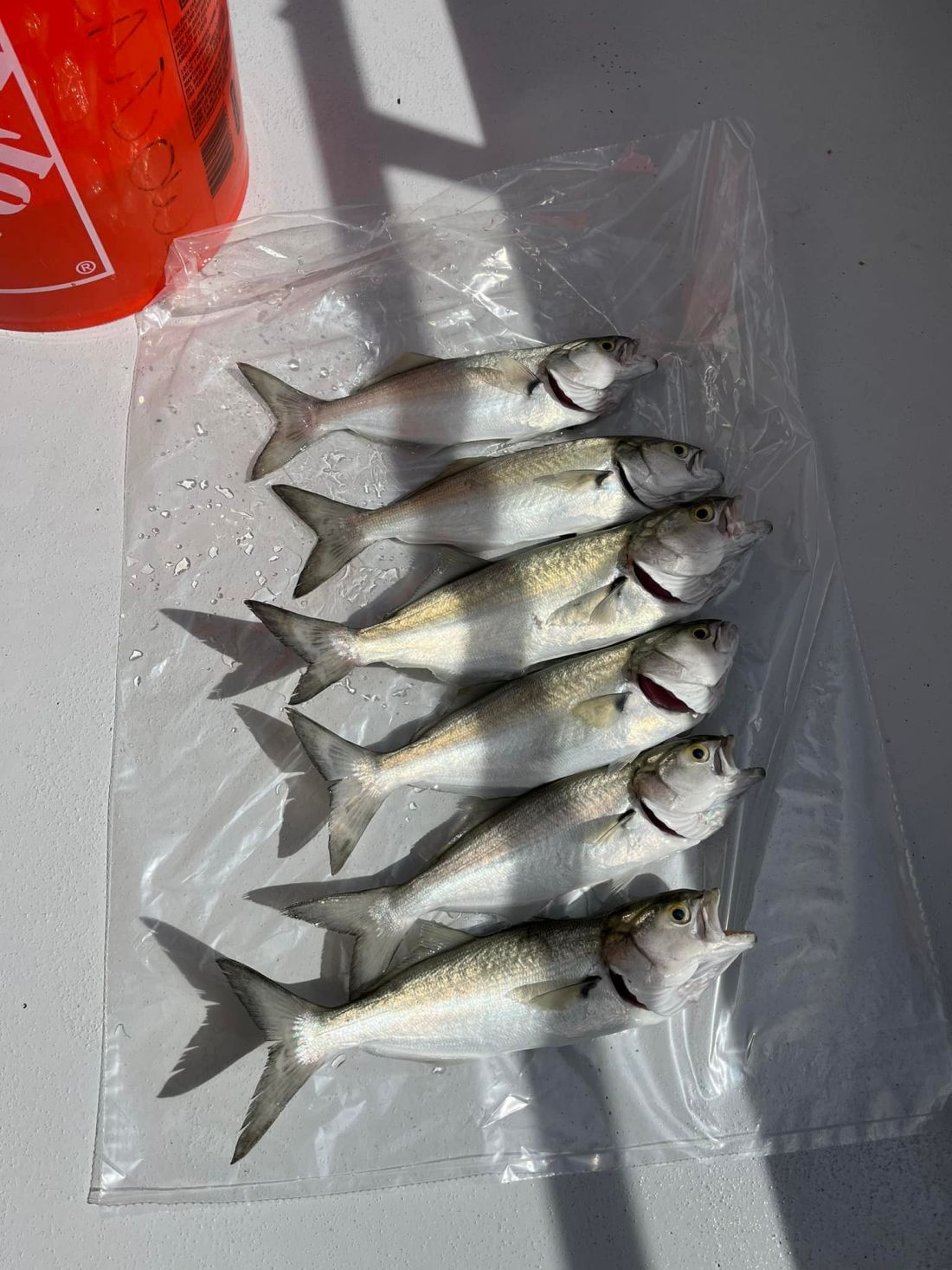 Miss Oregon Inlet Head Boat Fishing Outer Banks