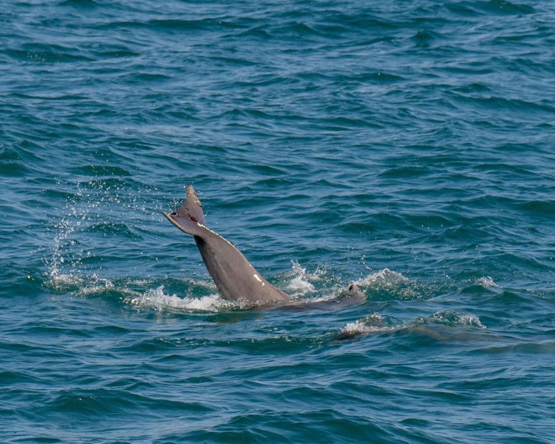 Miss Oregon Inlet Head Boat Fishing Outer Banks